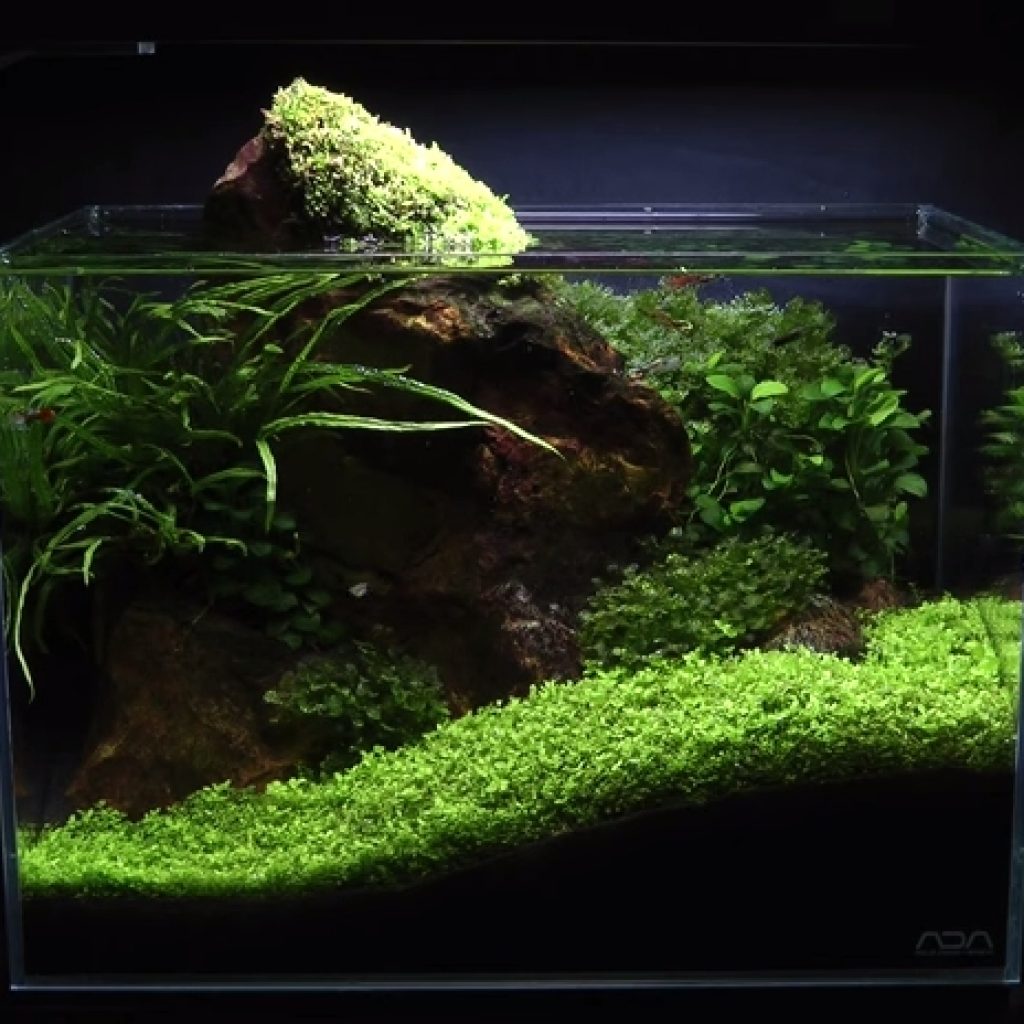 Örnek Aquascaping Projeleri