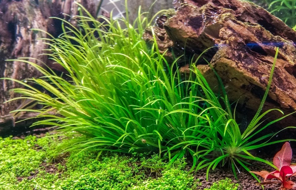 Blyxa Japonica - Orta Plan Bitkileri - Akvaryum Bitkileri