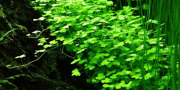 Hydrocotyle Tripartita (Hydrocotyle sp. Japan) - Akvaryum Zemin Bitkisi