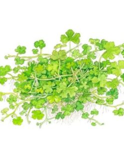 Hydrocotyle Tripartita (Hydrocotyle sp. Japan) - Akvaryum Zemin Bitkisi