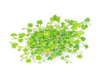 Hydrocotyle Tripartita (Hydrocotyle sp. Japan) - Akvaryum Zemin Bitkisi