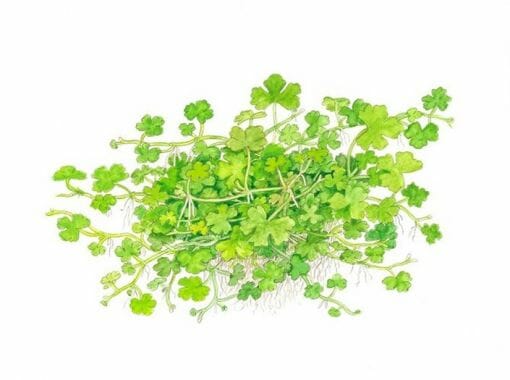 Hydrocotyle Tripartita (Hydrocotyle sp. Japan) - Akvaryum Zemin Bitkisi