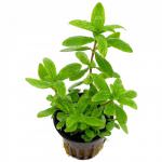 Zeytin (Hygrophila Polysperma Ceylon) - Arka Plan Bitkileri
