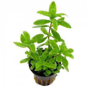 Zeytin (Hygrophila Polysperma Ceylon) - Arka Plan Bitkileri
