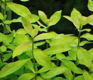 Zeytin (Hygrophila Polysperma Ceylon) - Arka Plan Bitkileri