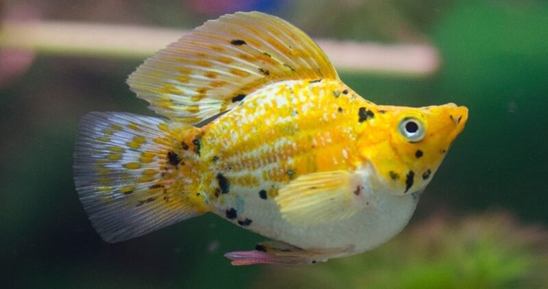 Moli Balığı-Siyah Moli (Black Molly), Ay Moli ve Balon Moli Bakım&Üretimi