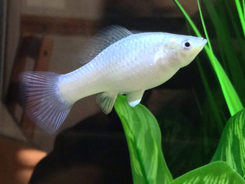 Moli Balığı-Siyah Moli (Black Molly), Ay Moli ve Balon Moli Bakım&Üretimi