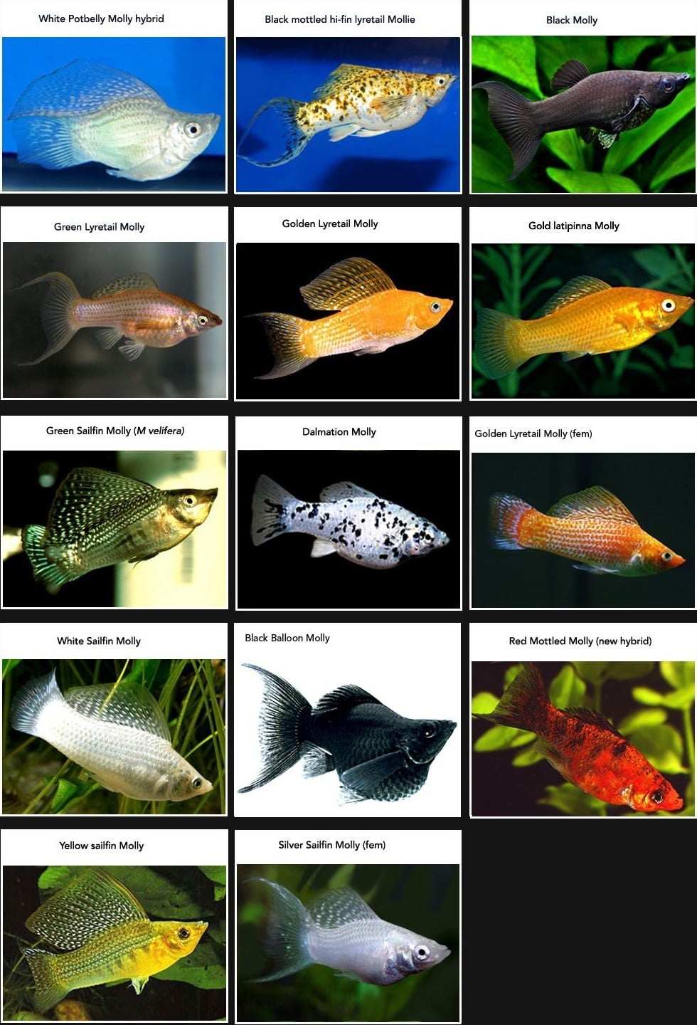 Moli Balığı-Siyah Moli (Black Molly), Ay Moli ve Balon Moli Bakım&Üretimi