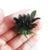 Bucephalandra Red Mini - Rizomlu Kırmızı Buce Bitkisi