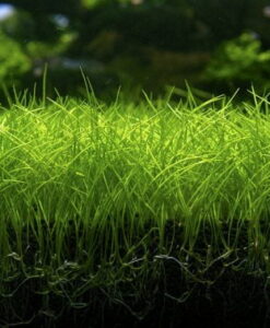 Eleocharis Parvula Mini - Mini Parvula Canlı Akvaryum Zemin Bitkisi
