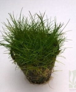 Eleocharis Parvula Mini - Mini Parvula Canlı Akvaryum Zemin Bitkisi