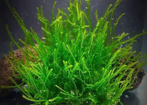 Java Moss (Taxiphyllum Barbieri) - Bakımı kolay akvaryum moss türü