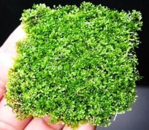 Mini Pellia Moss (Riccardia Chamedryfolia) - 3x3cm Çelik Tele Sarılı