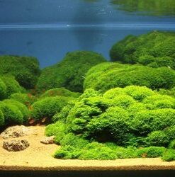 Mini Pellia Moss (Riccardia Chamedryfolia) - 3x3cm Çelik Tele Sarılı