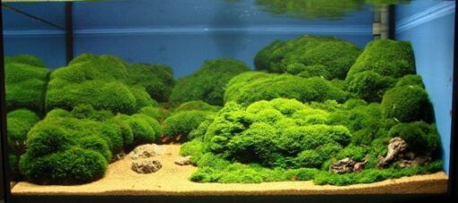 Mini Pellia Moss (Riccardia Chamedryfolia) - 3x3cm Çelik Tele Sarılı